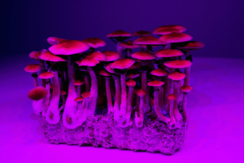 How Long Does a Shroom Trip Last? A Guide to Effects