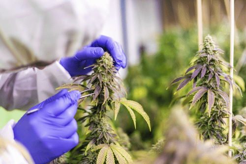 Understanding Weed Shakes: Causes & Solutions for Concerns